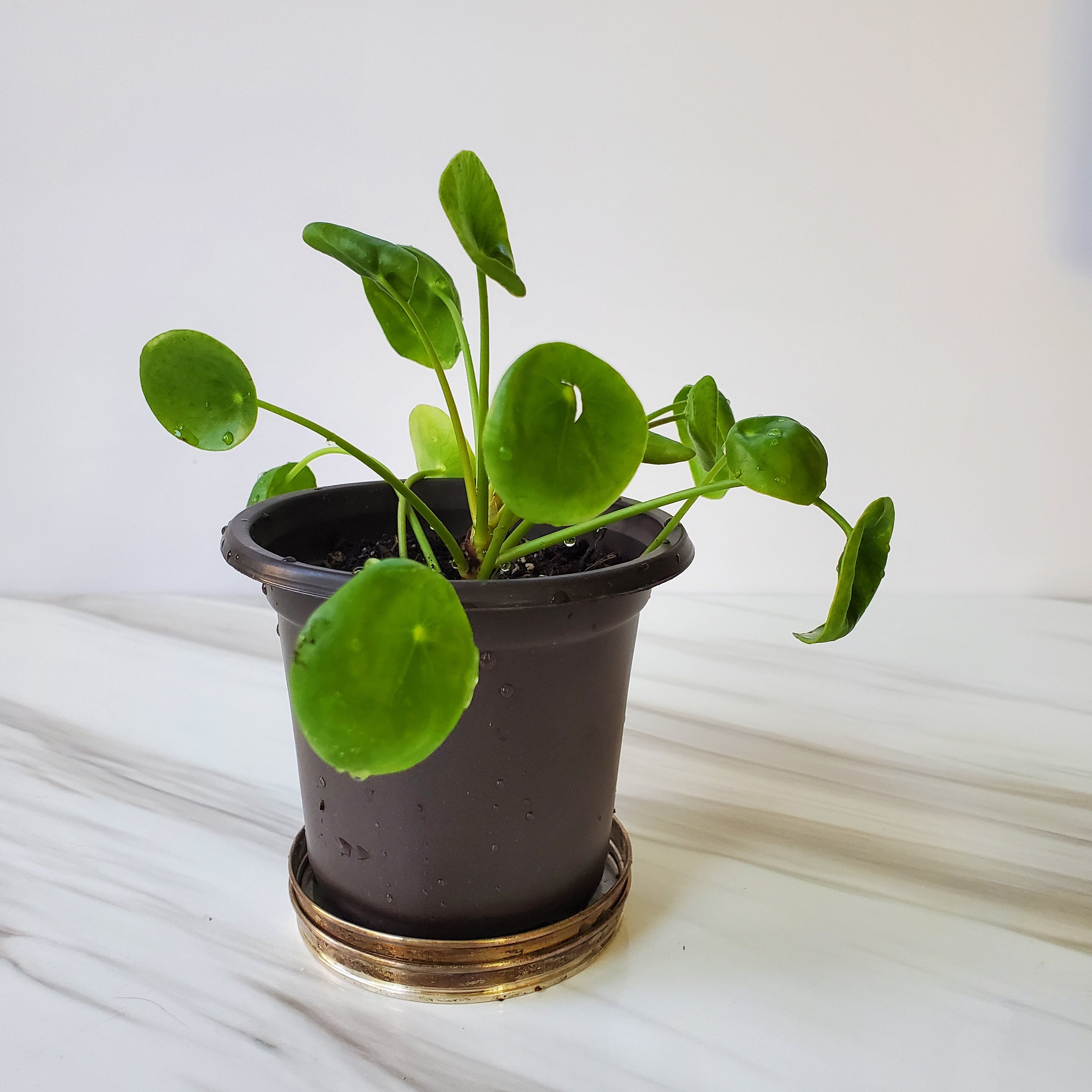 Home & Hobby Craft Supplies & Tools Gardening & Plants cute 4 pot ...