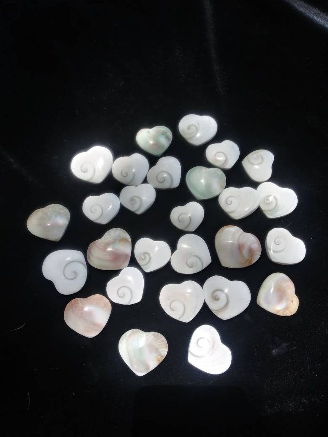 Shiva Shell Heart Shaped Pacific Cat's Eye - Etsy