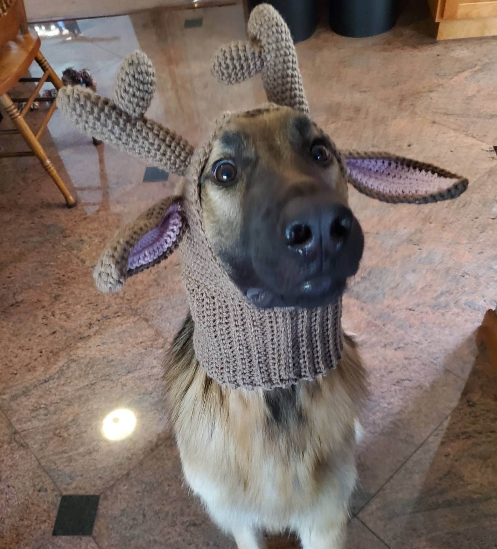 Reindeer Costume for Dogs - Etsy