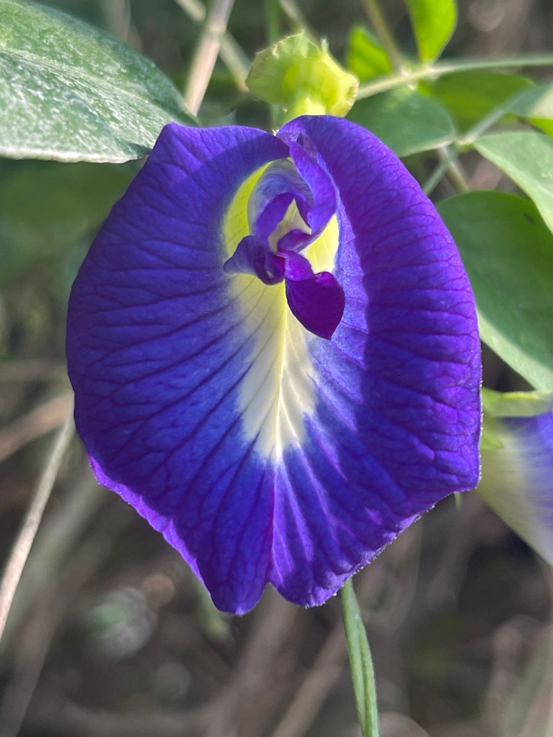 Mix Color Butterfly Pea Seeds - Etsy