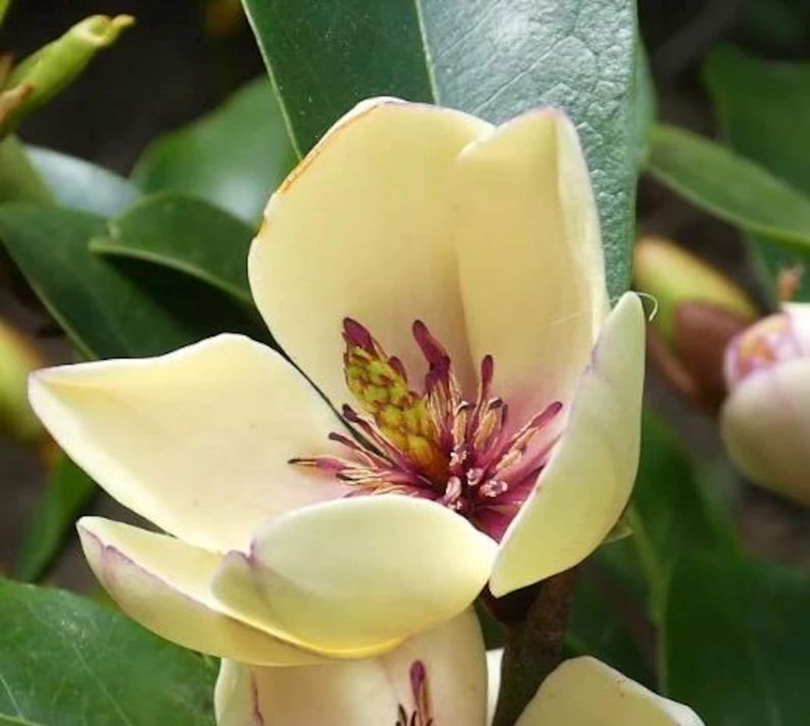Magnolia Figo Aka Banana Magnolia - Blooms Smell Like Bananas - Etsy
