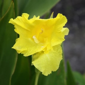 Golden Canna canna Flaccida - Etsy