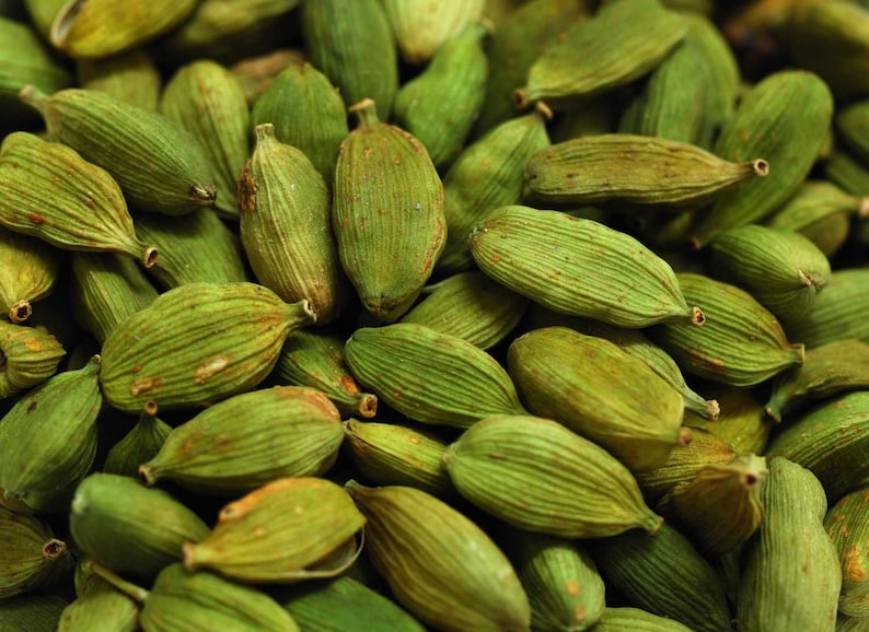 Live Cardamom Plant: Elettaria Cardamomum, Rare Spice - 15+” Tall - Etsy