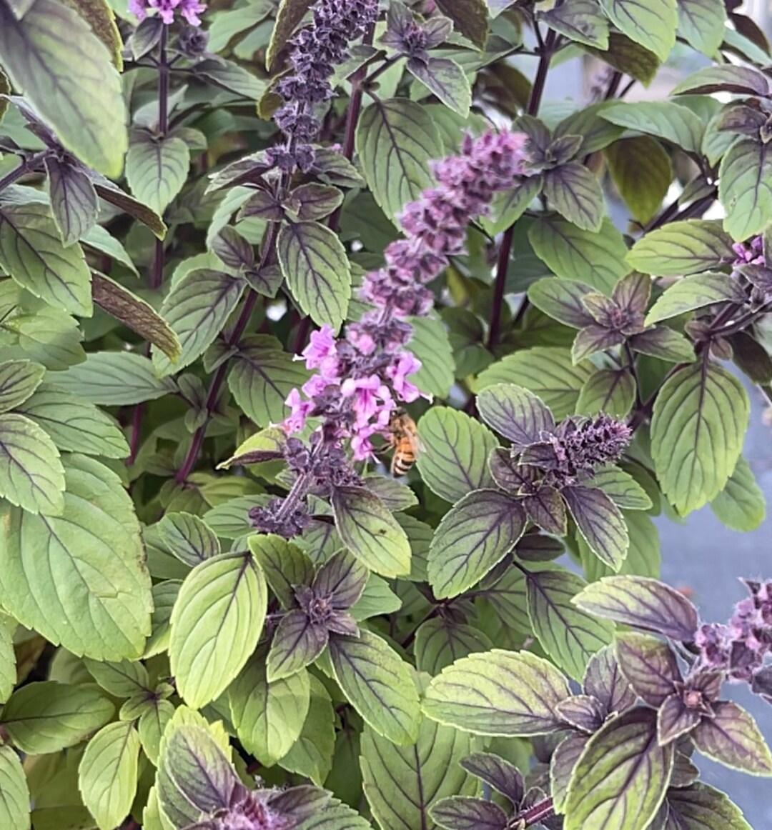 African Blue Basil Plant - Etsy
