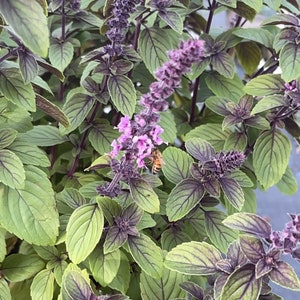 African Blue Basil Plant - Etsy