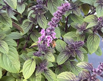 African Blue Basil Plant Starter - Etsy