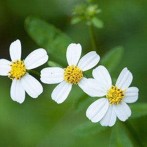 Spanish Needle Seeds - Etsy