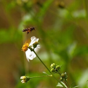 Spanish Needle Seeds - Etsy