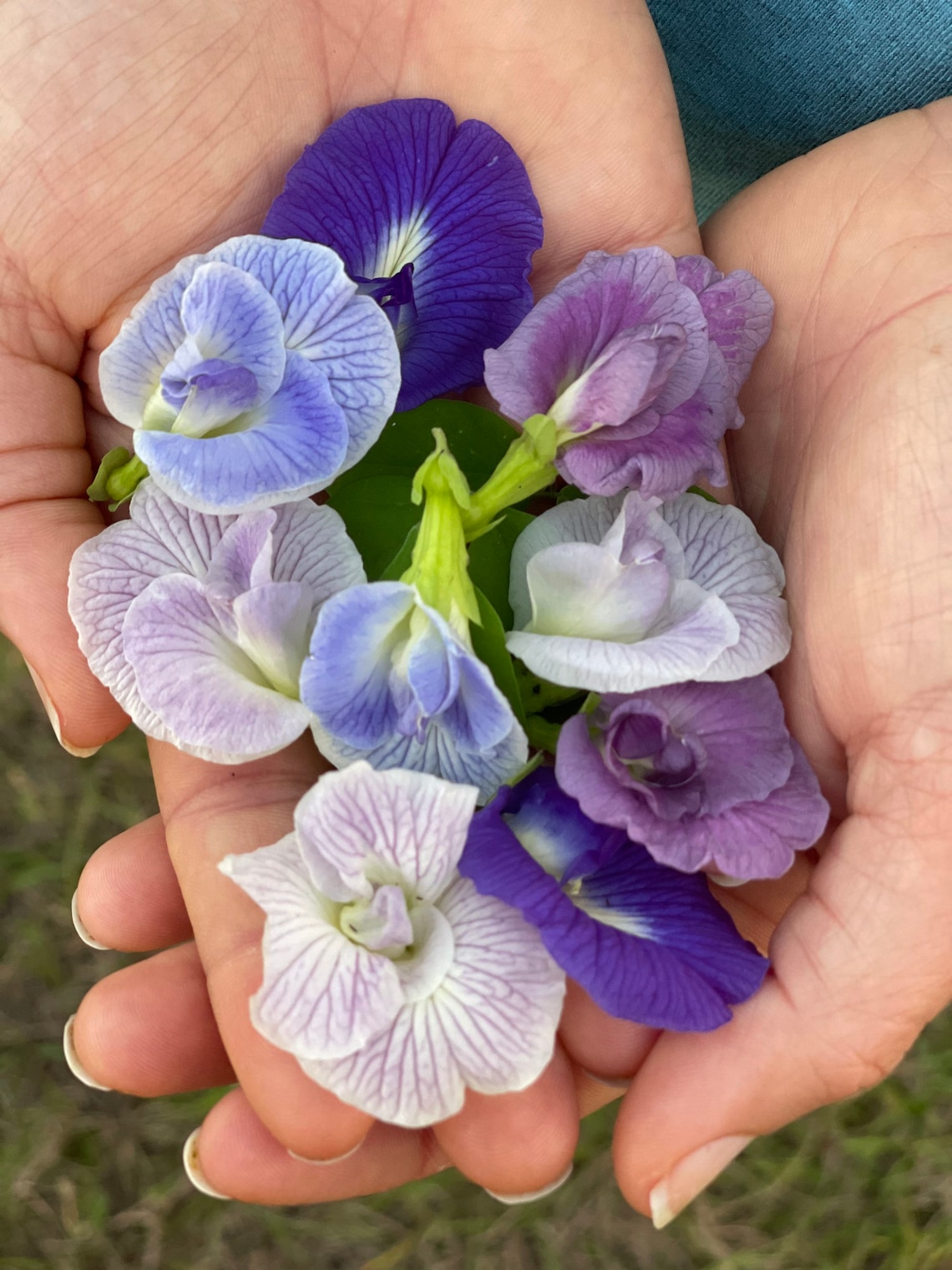 Mix Color Butterfly Pea Seeds | Etsy