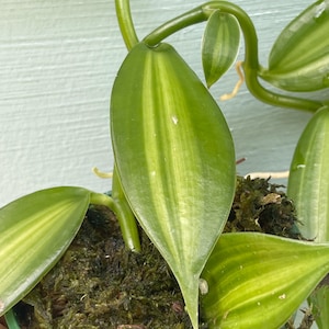 Live Vanilla Bean Orchid Plant: Fragrant Tropical Vanilla Planifolia - Etsy