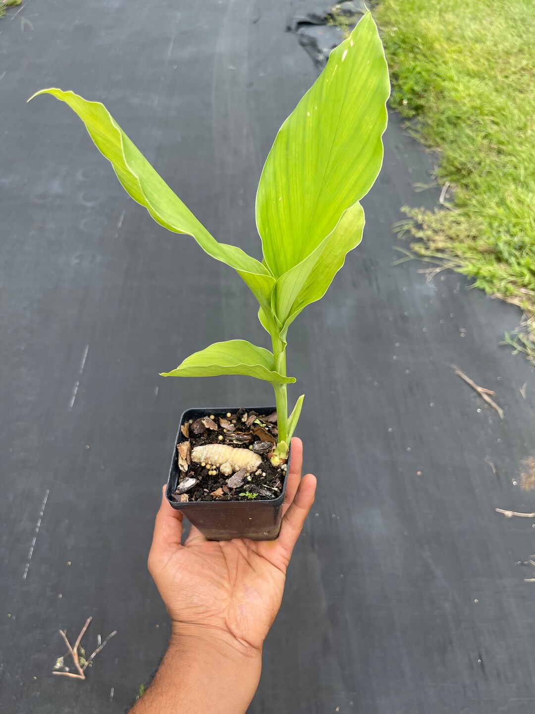 Turmeric Plants (4 Inch Containers) - Etsy