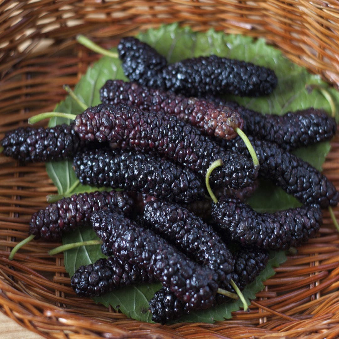 Pakistan Mulberry Tree - Etsy