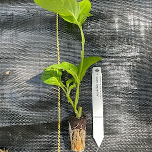 Passiflora Quadrangularis (giant Granadilla) - Etsy