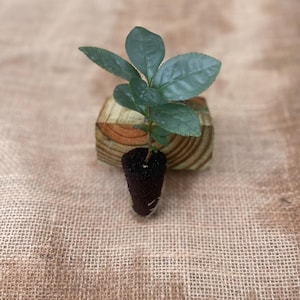 Camellia Sinensis Tea Plant: Live Herbal Tea Garden Gift - Etsy