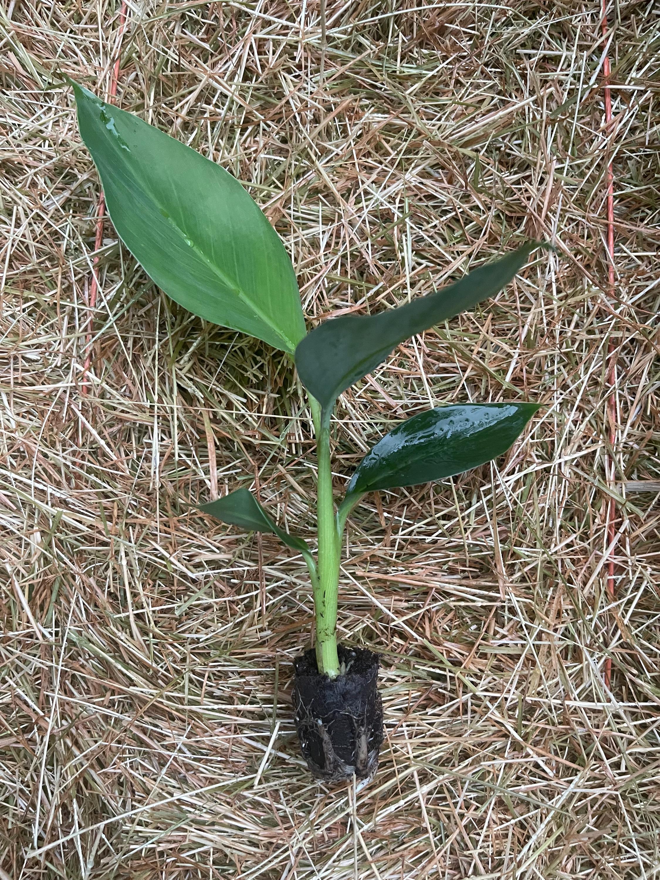 Mona Lisa Banana Plant: Hardy, Disease Resistant, Rare Fruit Tree - Etsy