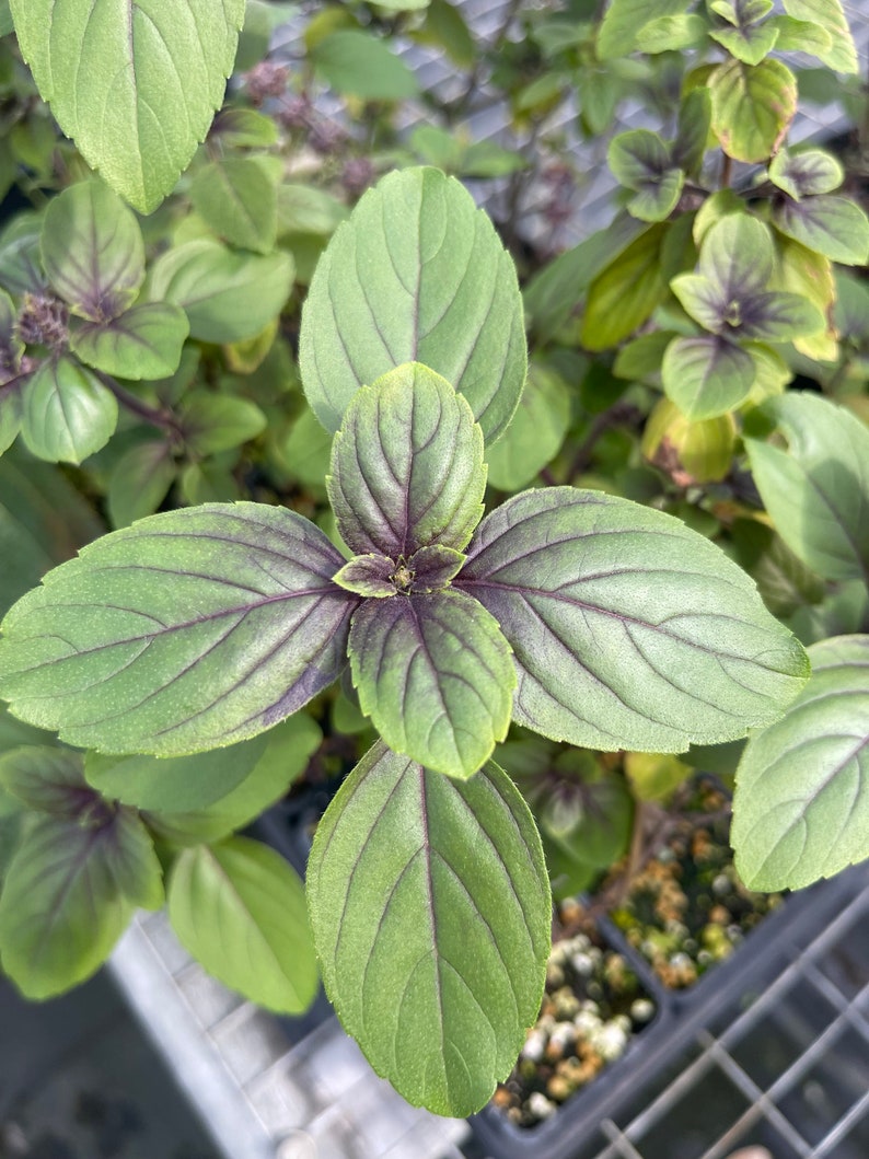 African Blue Basil Plant - Etsy