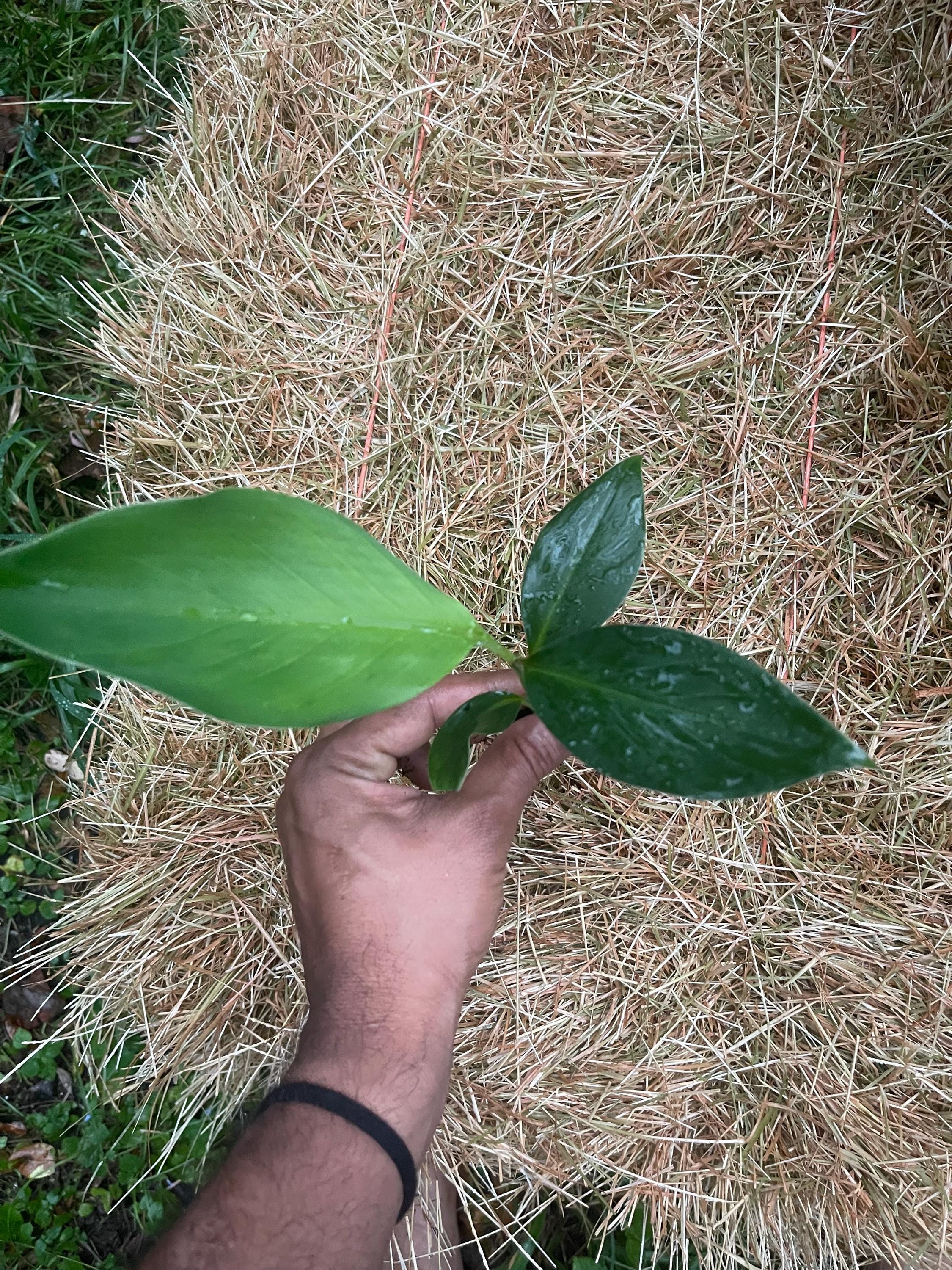 Mona Lisa Banana Plant: Hardy, Disease Resistant, Rare Fruit Tree - Etsy