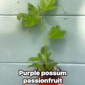 Purple Possum Passionfruit Plant | Exotic Edible Fruit Vine - Etsy