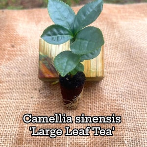 Camellia Sinensis Tea Plant: Live Herbal Tea Garden Gift - Etsy