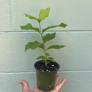 Rare Peanut Butter Fruit Tree: Well Rooted Starter Plant - Etsy