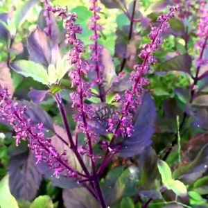Holy Basil (krishna Basil) - Purple Leaf - Etsy