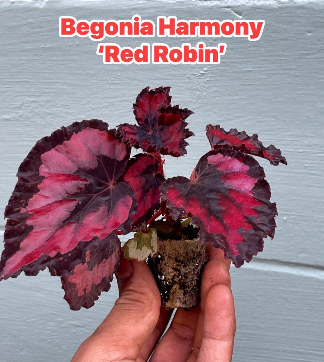 Begonia Harmony’s ‘red Robin’ - Etsy