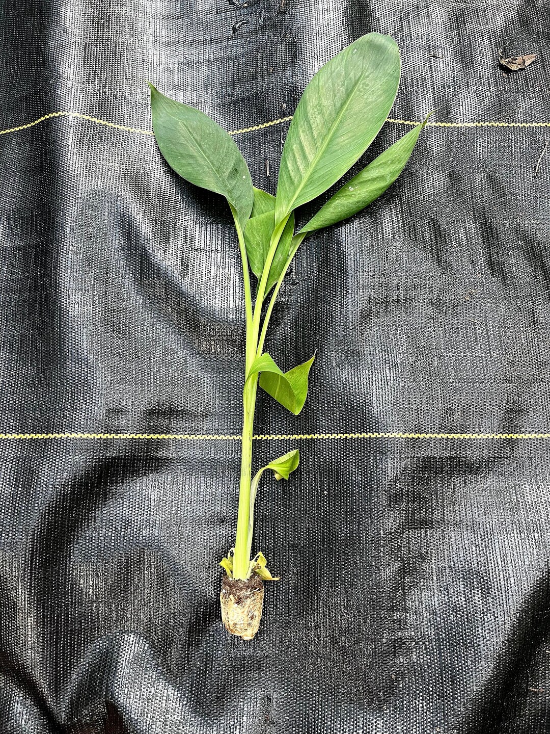 Banana Lacatan Plant | Rare Musa Hybrid Fruit Tree Seedling for Indoor ...