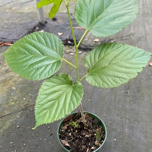 Pakistan Mulberry Tree - Etsy