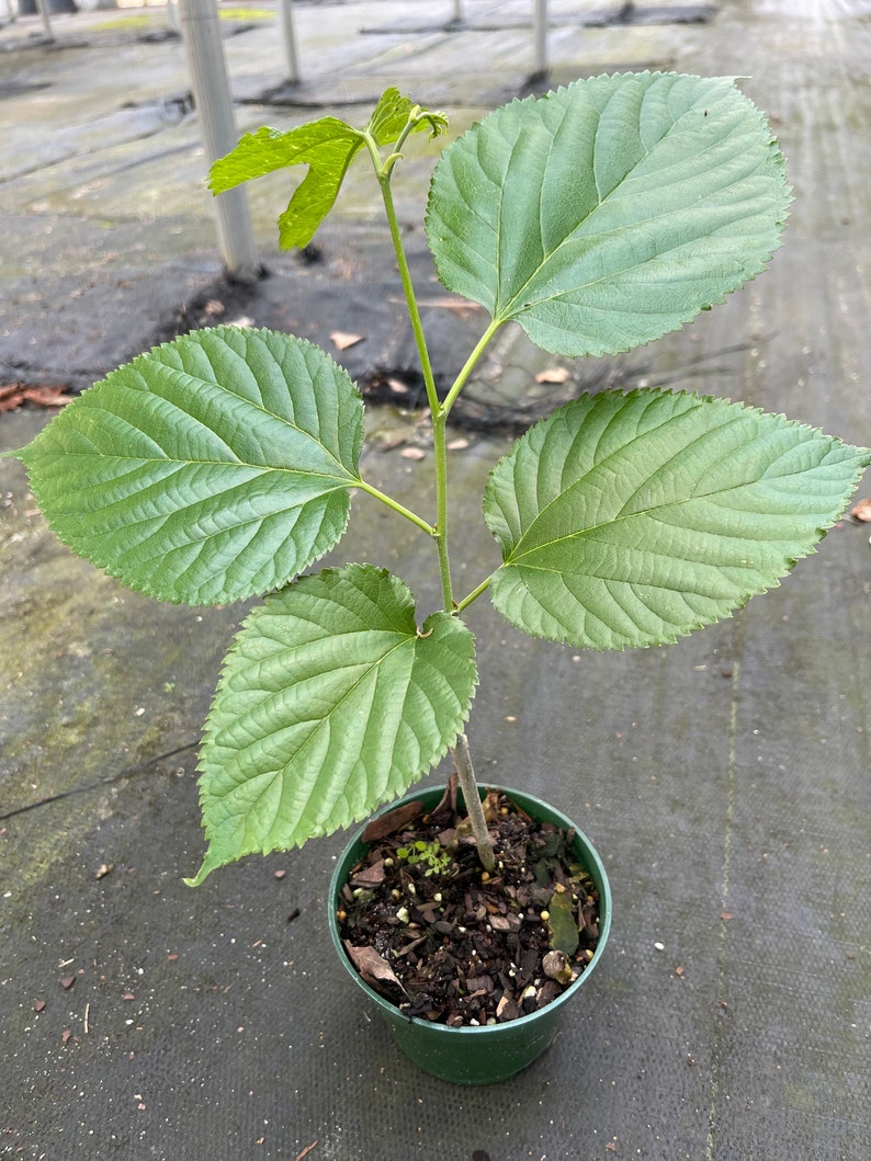 Pakistan Mulberry Tree - Etsy