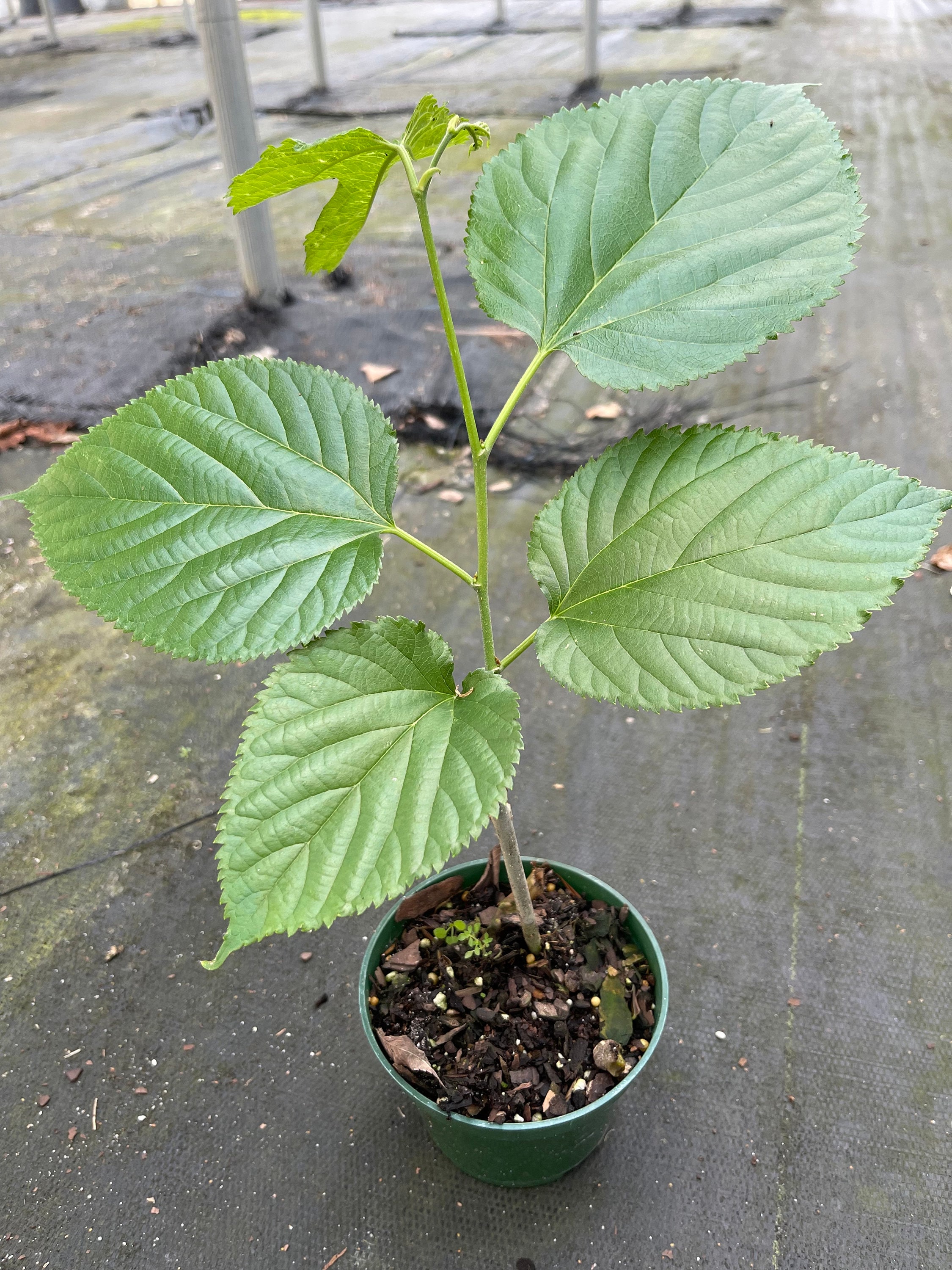 Pakistan Mulberry Tree - Etsy