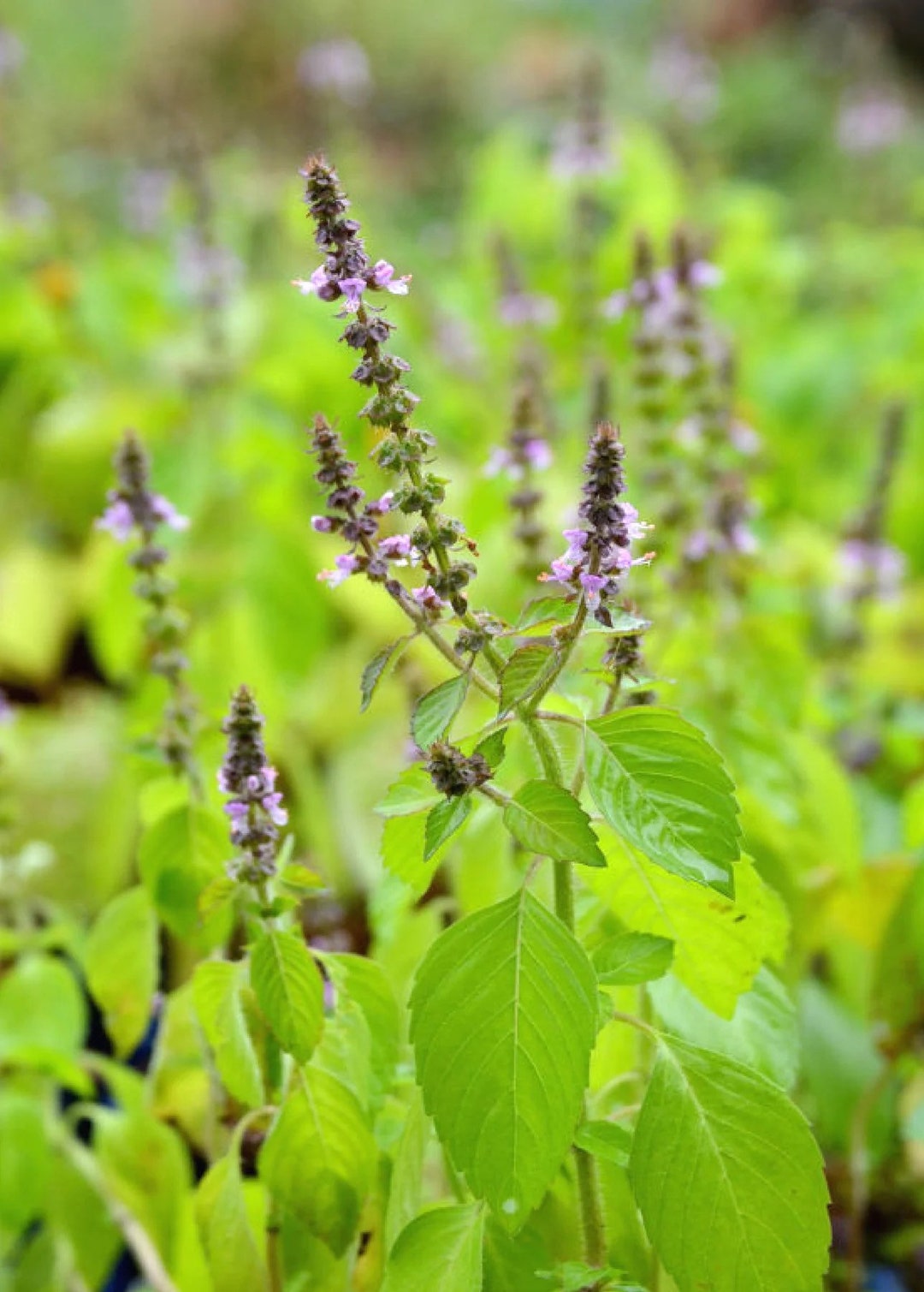 Holy Basil (rama Basil) - Etsy