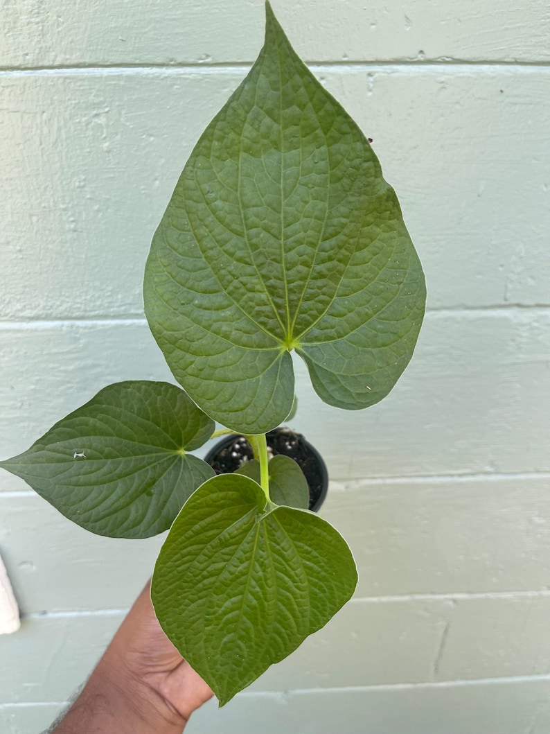 Live Kava Kava Plant: Rare Herbal Relaxation, Grown in USA - Etsy