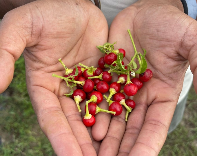Dried Wiri Wiri Pepper - Etsy
