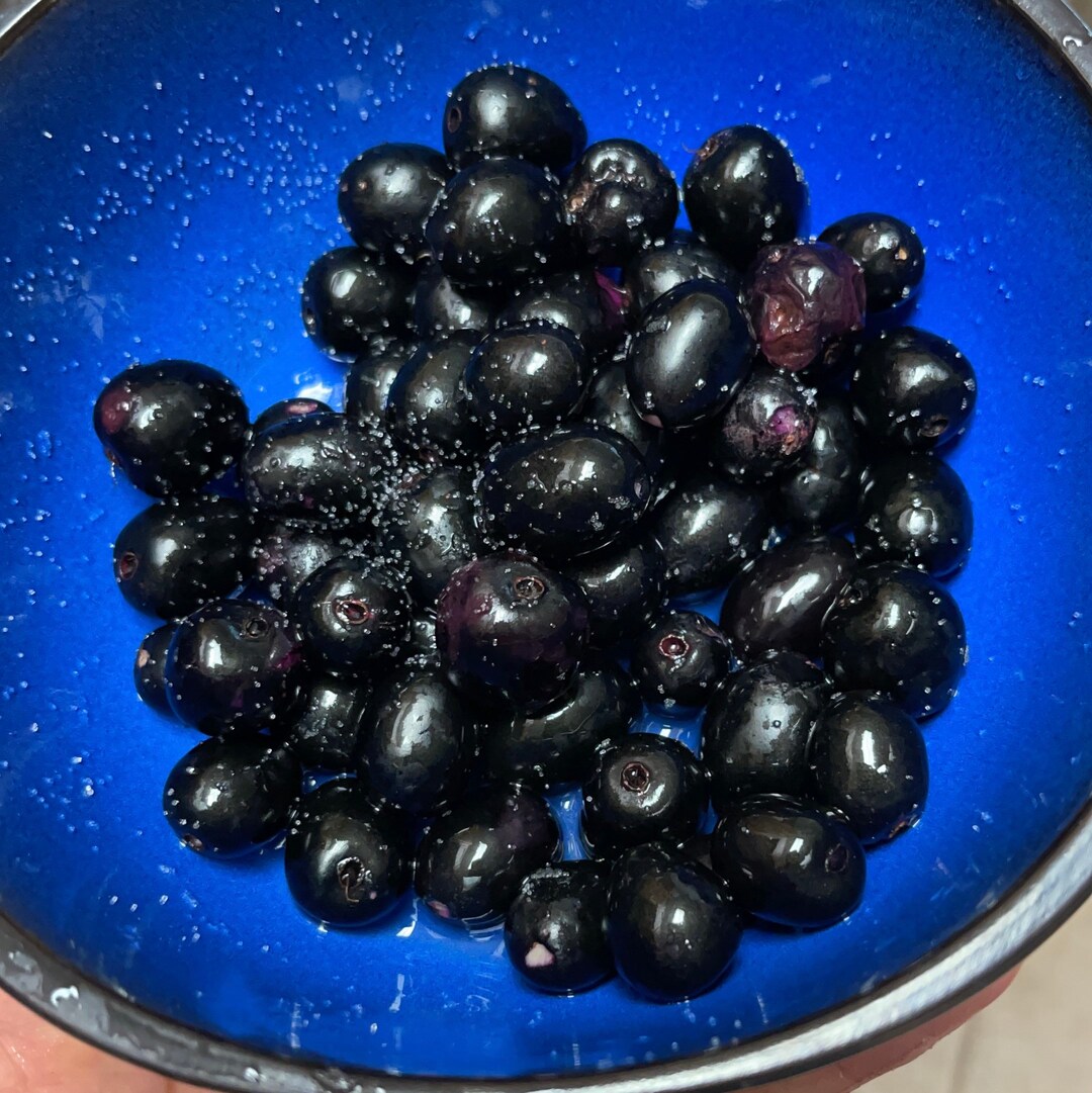 Java Plum Drawing