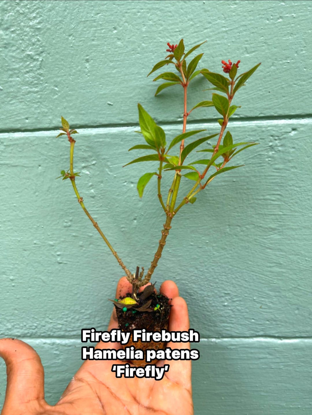 Dwarf Firefly Firebush Plant: Hummingbird & Butterfly Magnet - 2" Plug ...