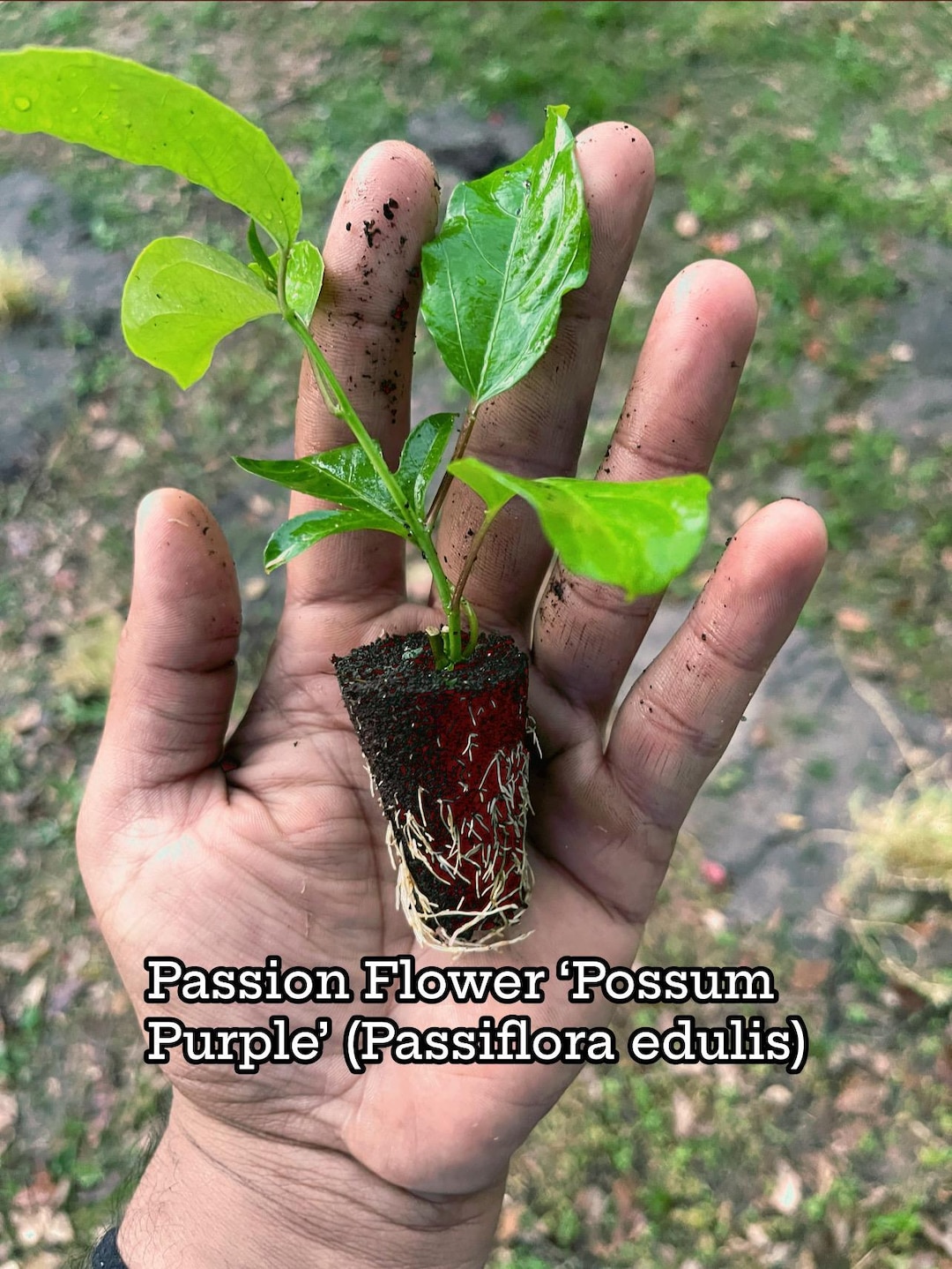 Purple Possum Passionfruit Plant | Exotic Edible Fruit Vine - Etsy