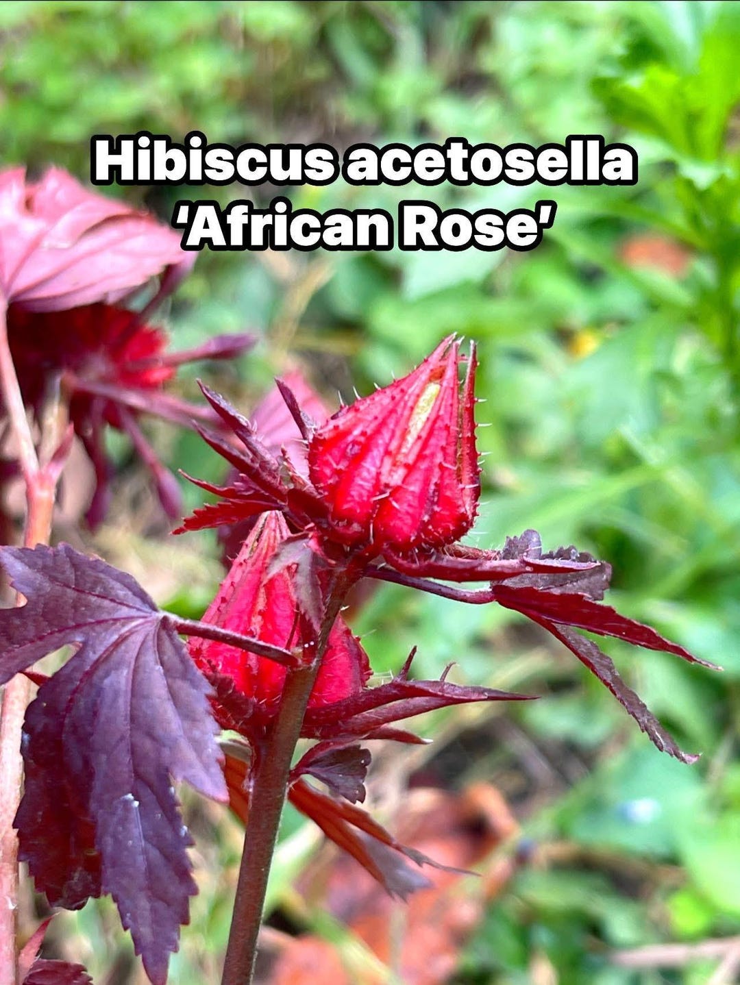 Hibiscus Acetosella 'african Rose’ - Etsy