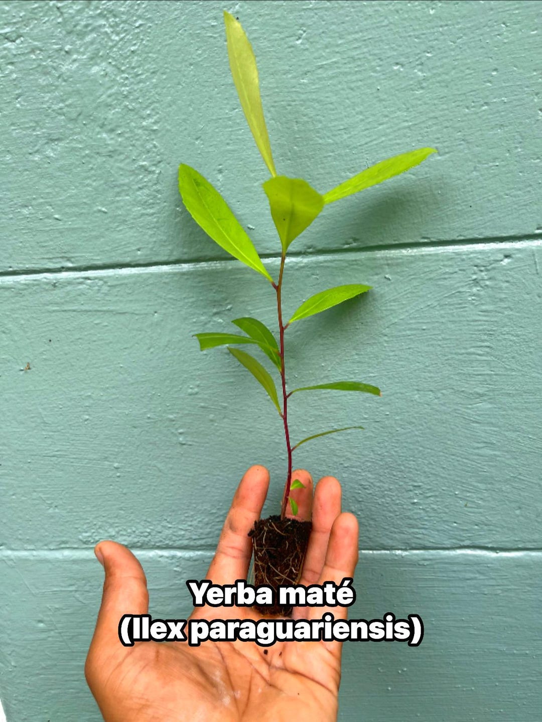 Yerba Mate Plant: Live Herbal Tea Starter Plug - Rare Evergreen Shrub ...