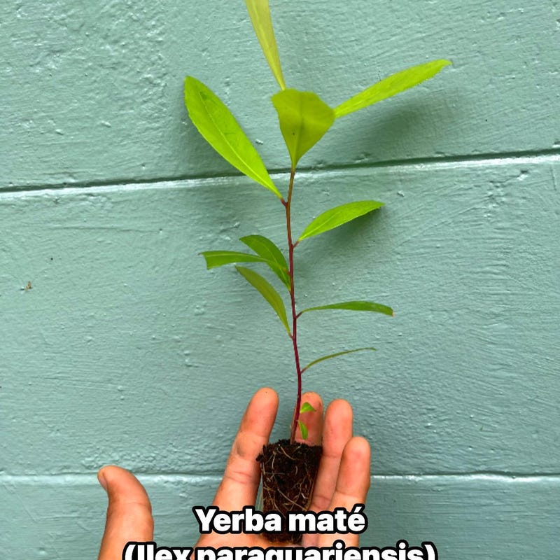 Caffeine in Yerba Mate - Etsy