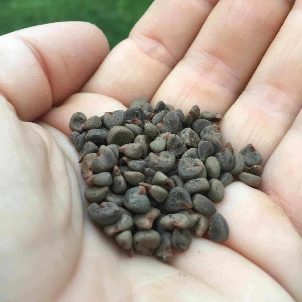Organic Roselle Seeds: Hibiscus Sabdariffa for Herbal Tea & Planting - Etsy