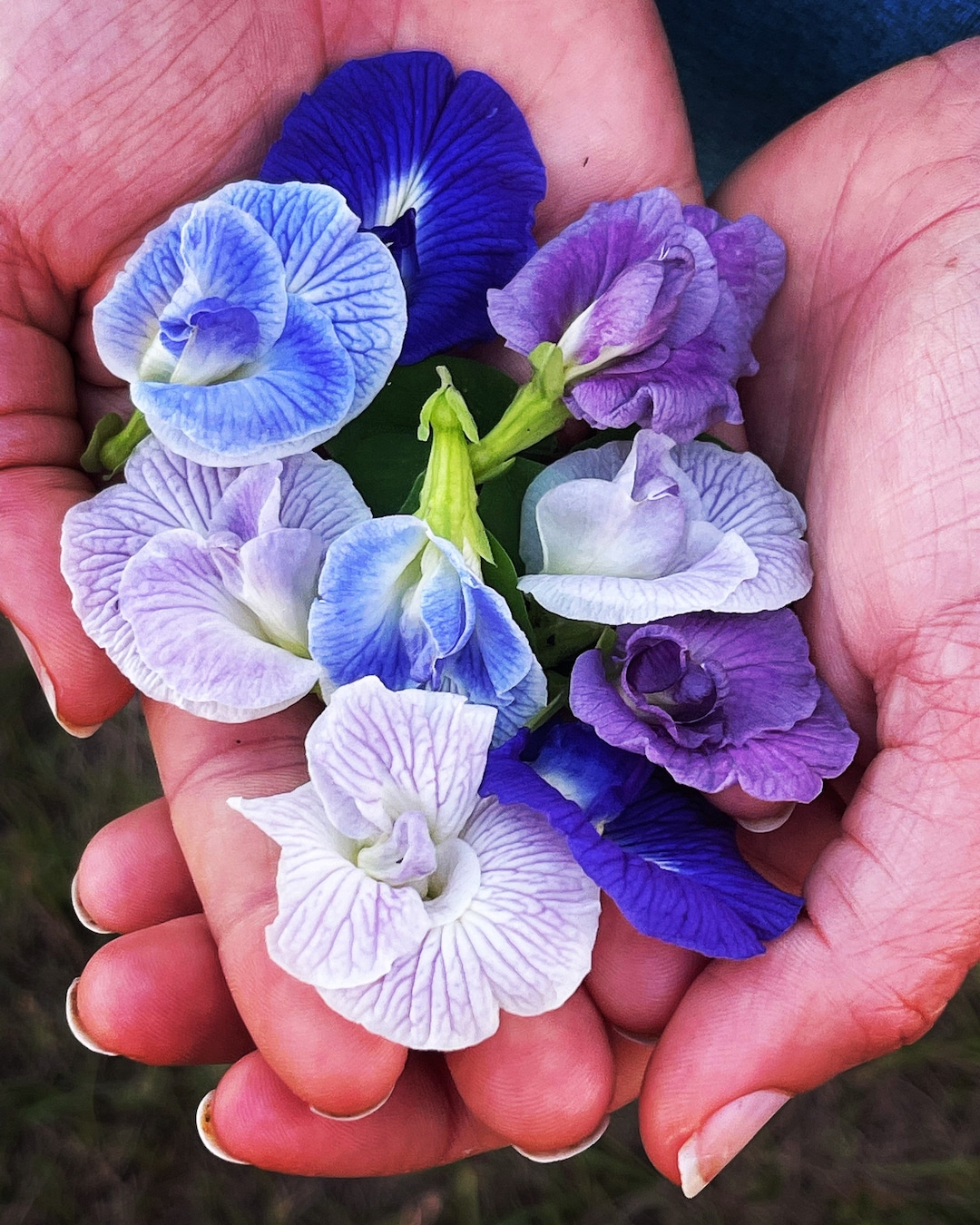 Mix Color Butterfly Pea Seeds - Etsy