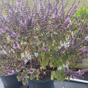African Blue Basil Plant - Etsy