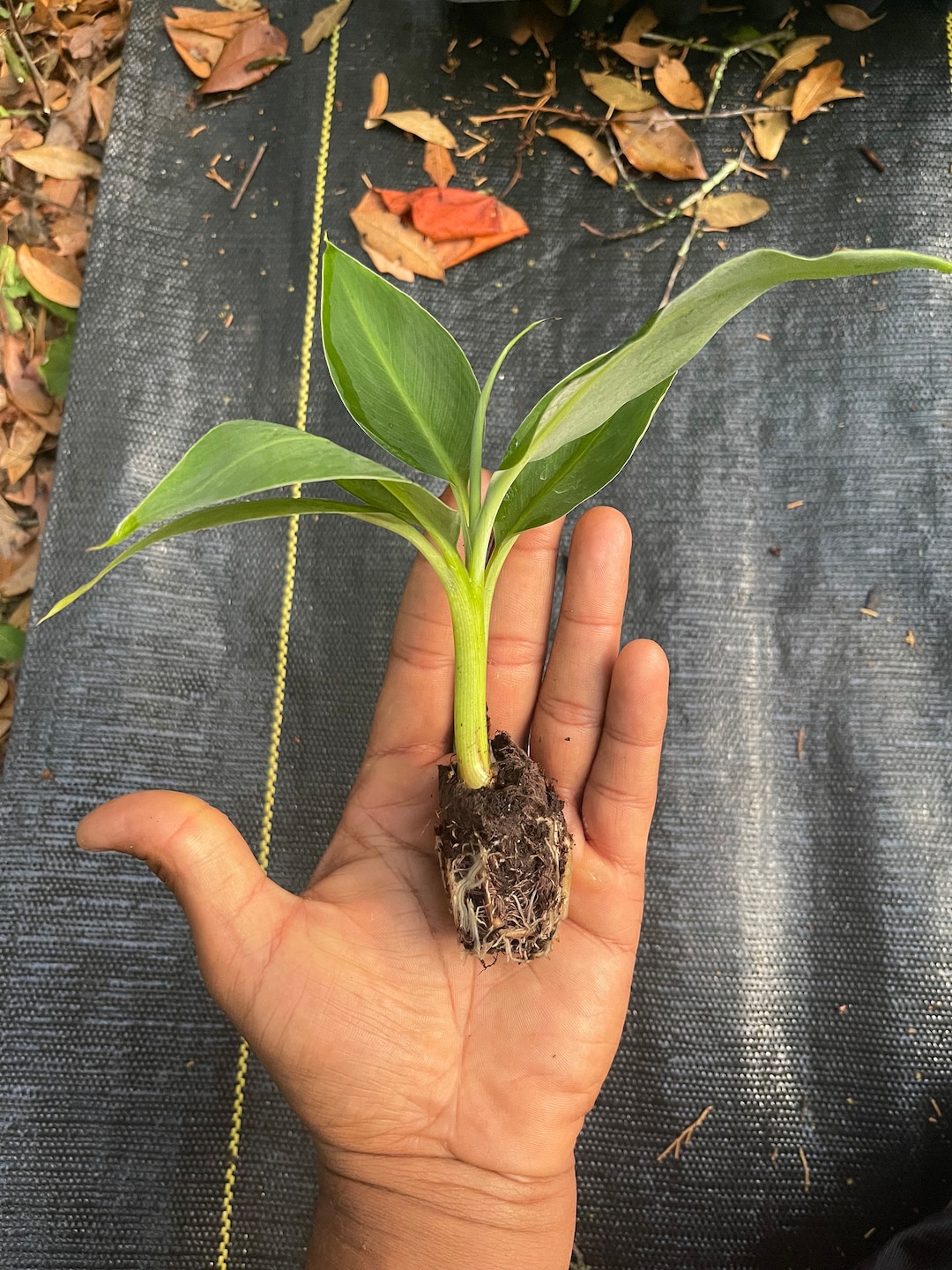 Banana (double Mahoi) Plants - Etsy