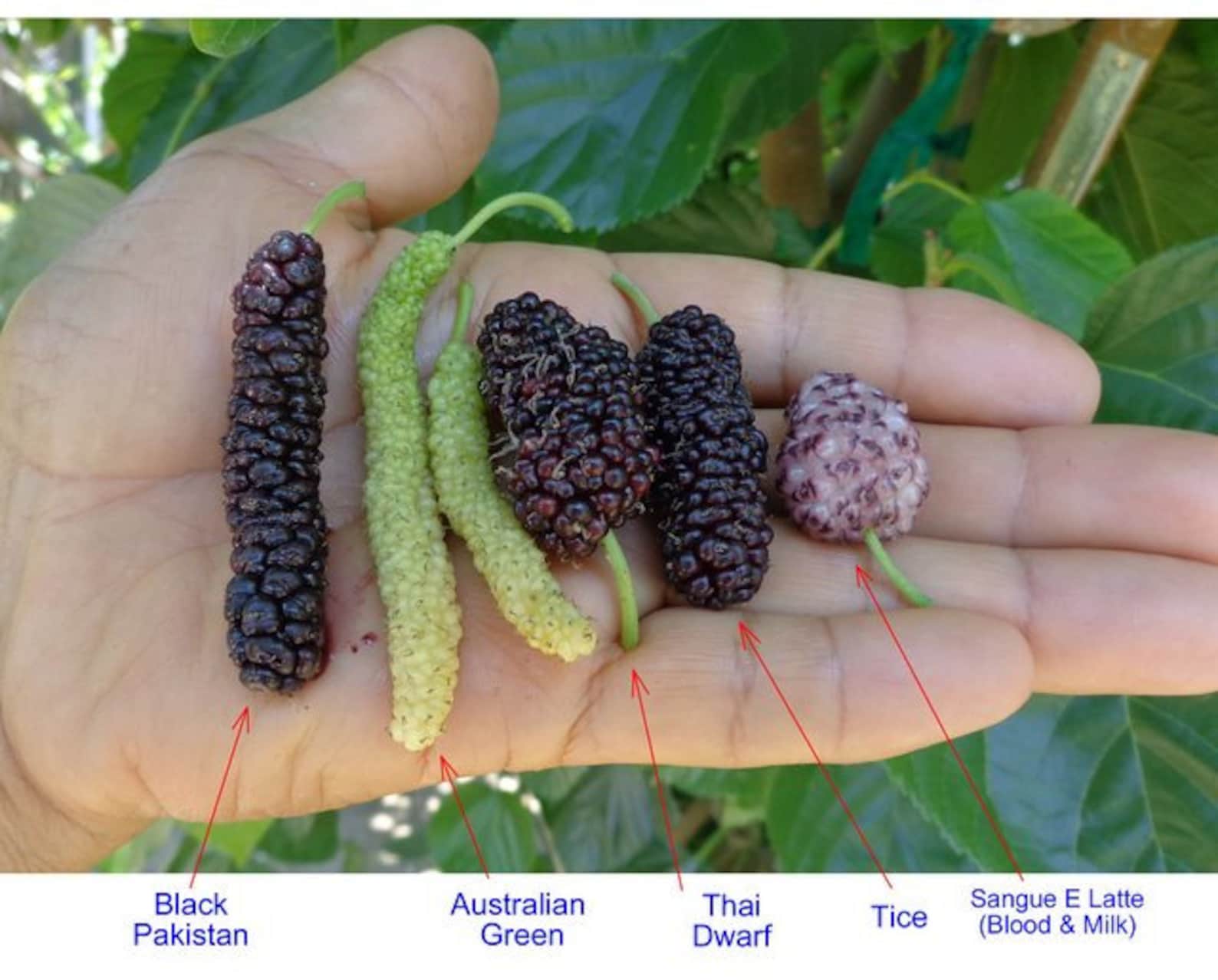 Pakistan Mulberry Tree - Etsy