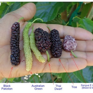 Pakistan Mulberry Tree - Etsy