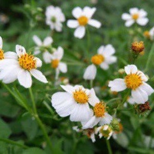 Spanish Needle Seeds - Etsy