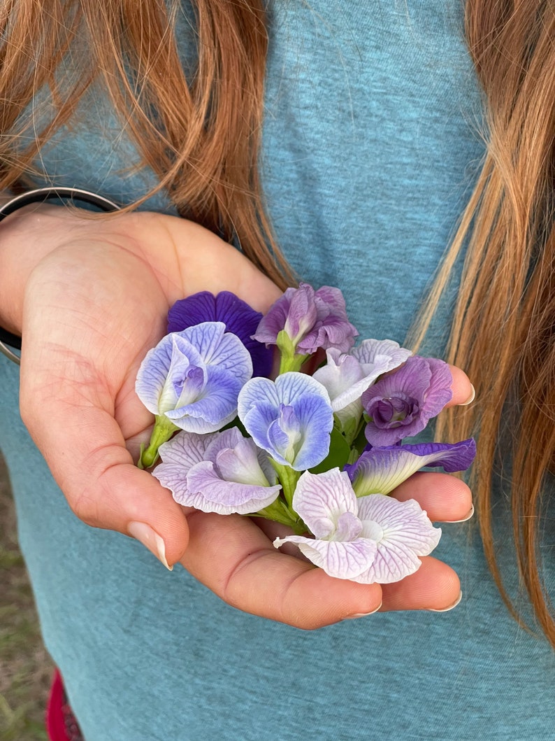 Mix Color Butterfly Pea Seeds - Etsy