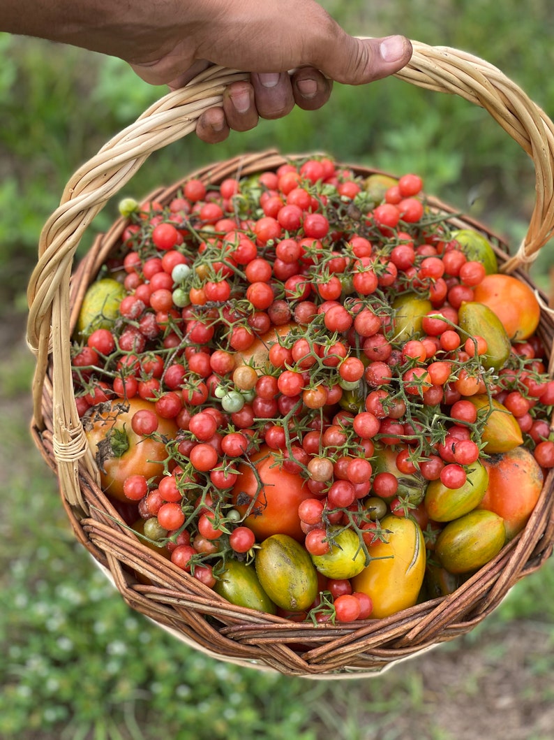 Everglades Tomato Live Plants - Etsy