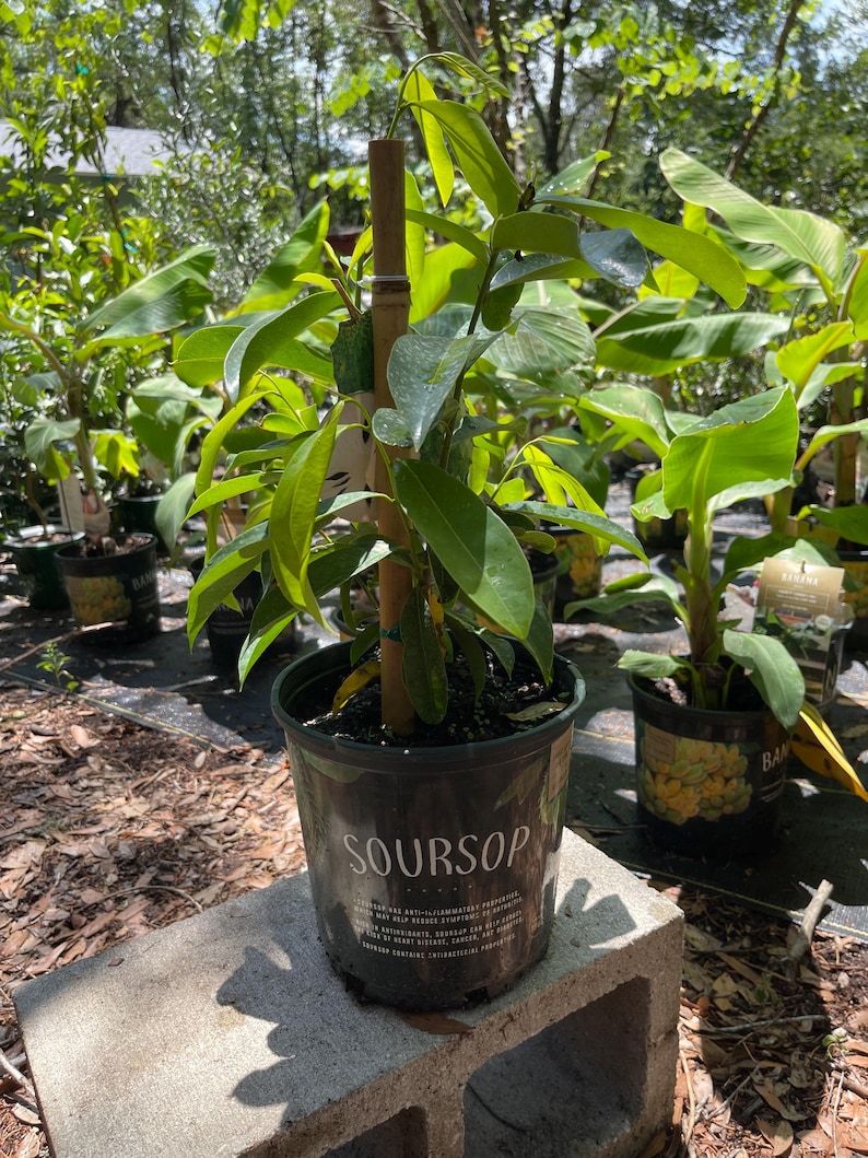 Soursop Live Plant – Annona Muricata Tropical Fruit Tree - Etsy
