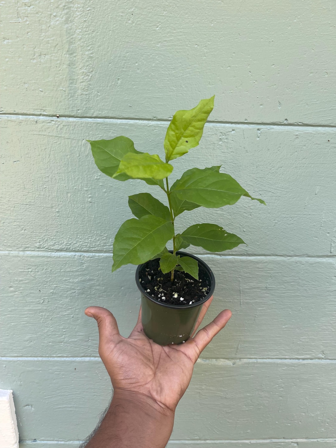 Rare Peanut Butter Fruit Tree: Well Rooted Starter Plant - Etsy